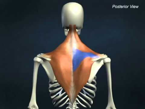 musculo trapezio - YouTube