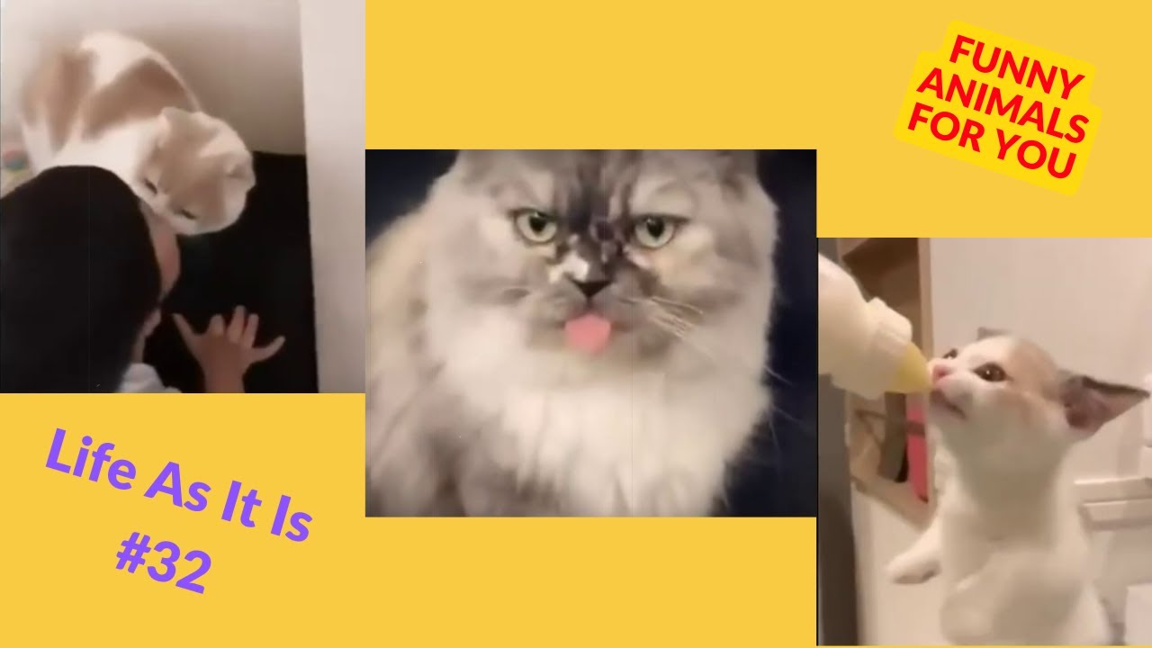 Funny animals & Life As It Is #32 - YouTube