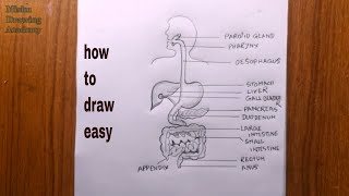 how to draw human digestive system/human digestive syst... | Doovi