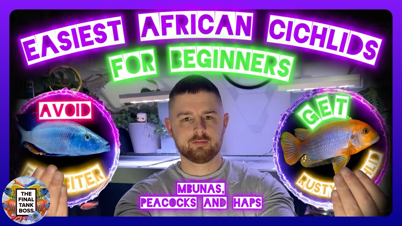 Beginner Friendly African Cichlids: My “Easiest” picks! - YouTube