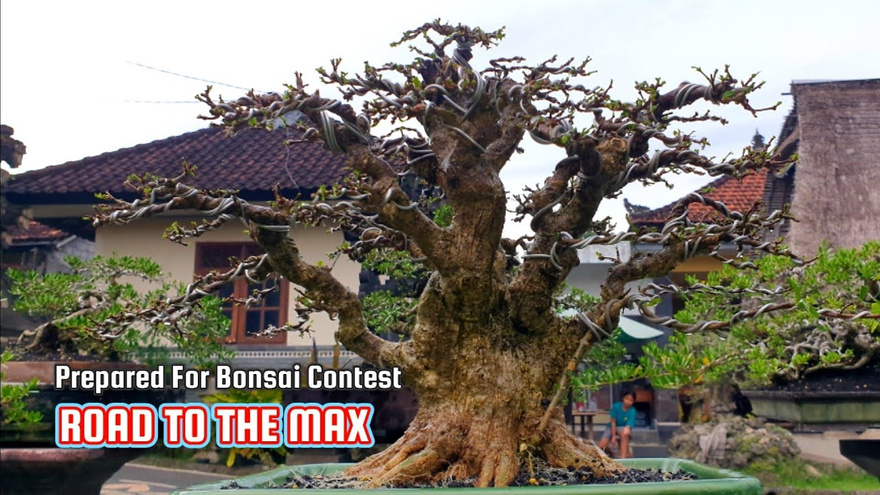 Road To The Max Bonsai Contest #bonsai #bonsaicontest #bonsaiexhibition ...