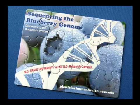 Sequencing the Blueberry Genome - YouTube