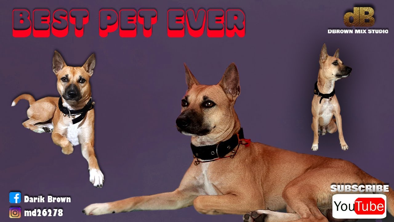 BEST PET EVER l BEST DOG VIDEO l CUTE DOG VIDEOS - YouTube