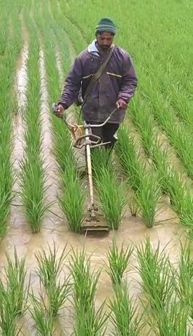 paddy power weeder portable hand held rice field weeding machine ...
