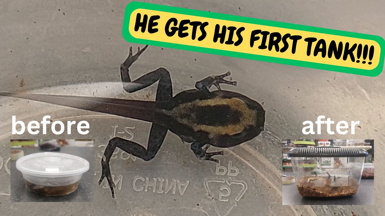 Baby Dart Frog Tank build His First Tank (Snake Island Exotics) #frog # ...