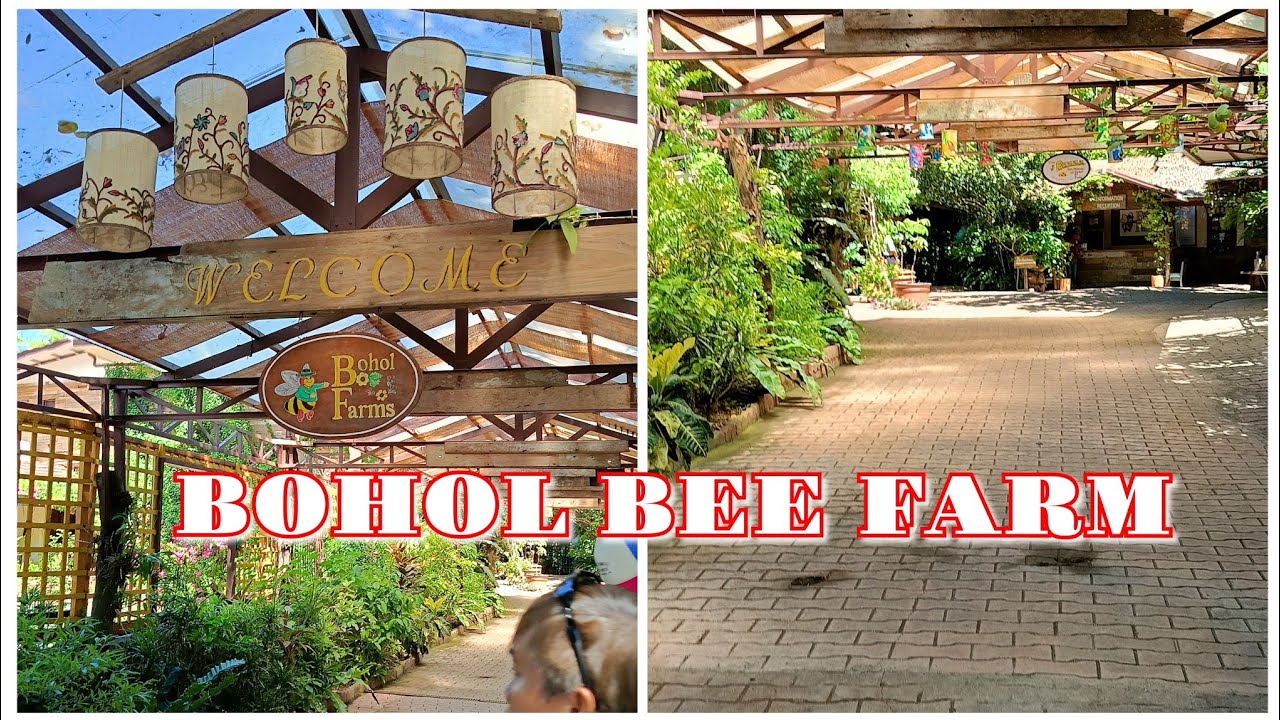 BOHOL BEE FARM - THE BUZZ - DAO DAUIS,BOHOL - YouTube