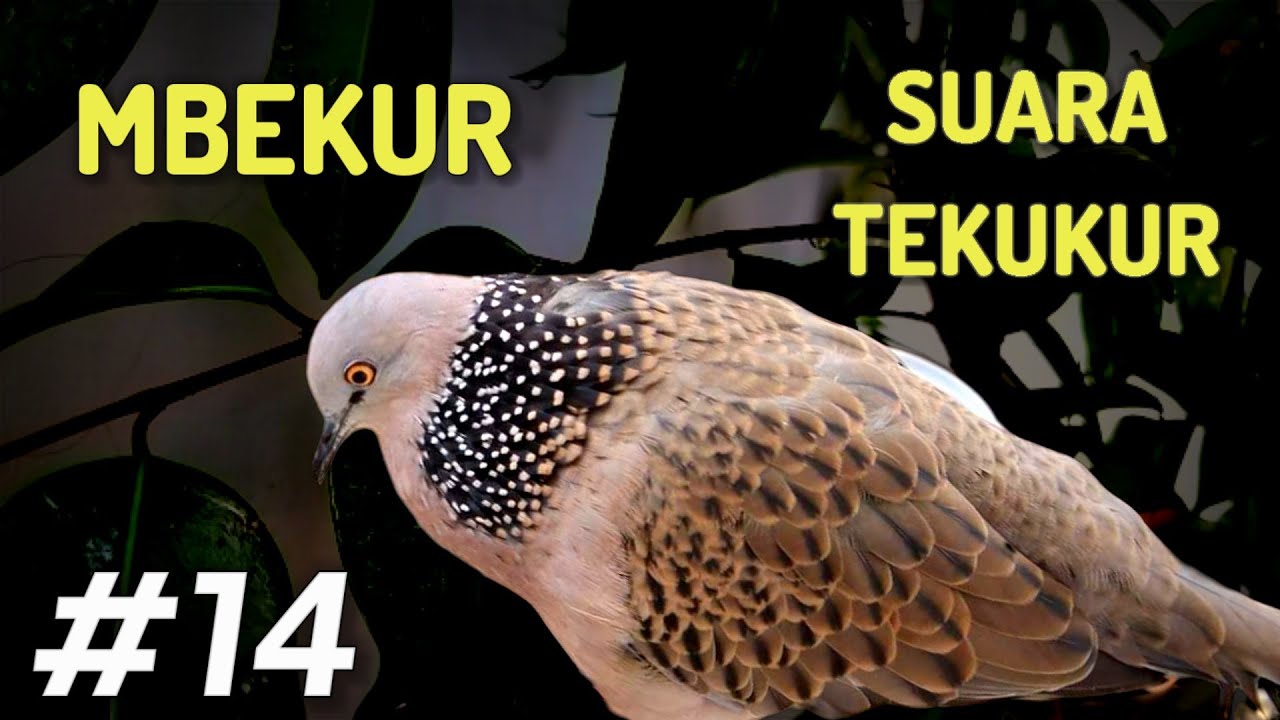 Suara Tekukur MBEKUR Sangat Diajurkan Sebagai Pemula Untuk Pikat - YouTube