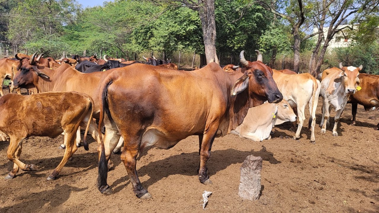 Gir cow | pure breed Gir #cow #cows #gir #cowvideos #cowvideo #animals ...