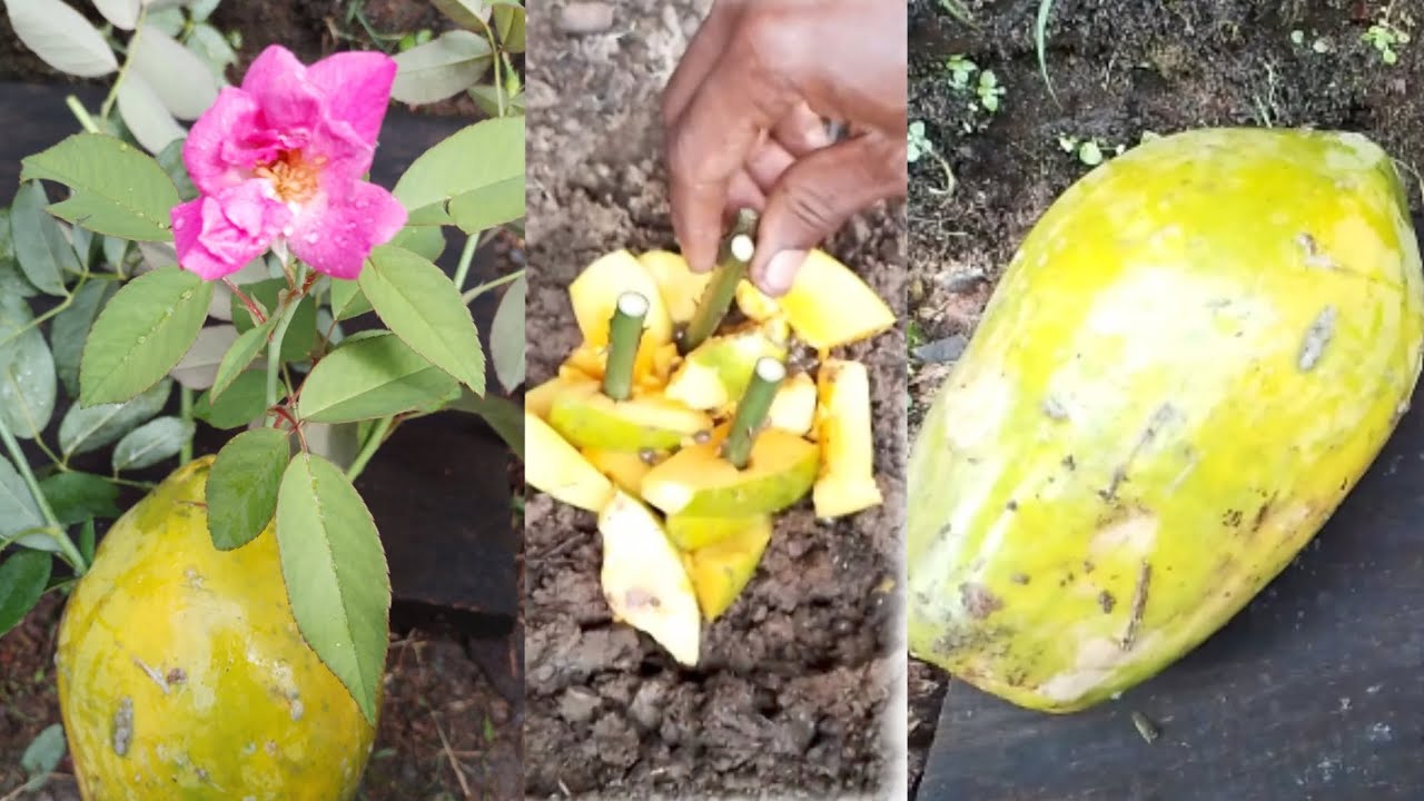 How to grow rose stem cuttings using papaya fruit - YouTube