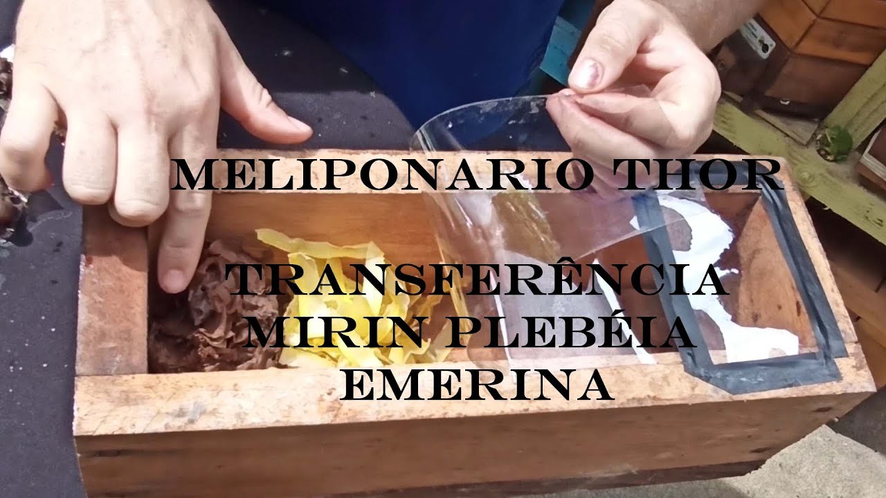 TRANFERENCIA MIRIN PLEBEIA EMERINA ABELHA INDÍGENA SEM FERRÃO ASF - YouTube