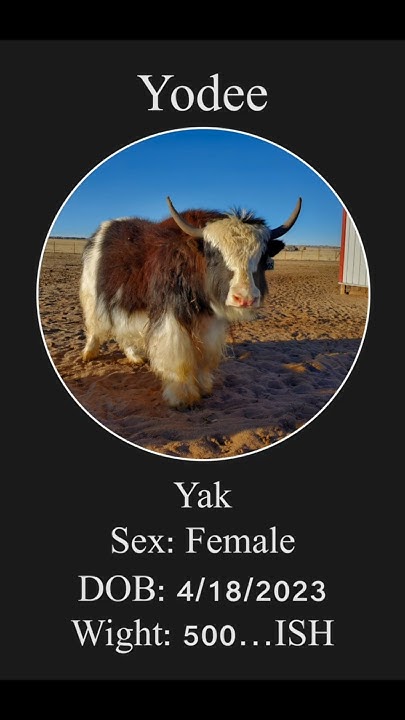Yodee the Yak #yak #cow - YouTube