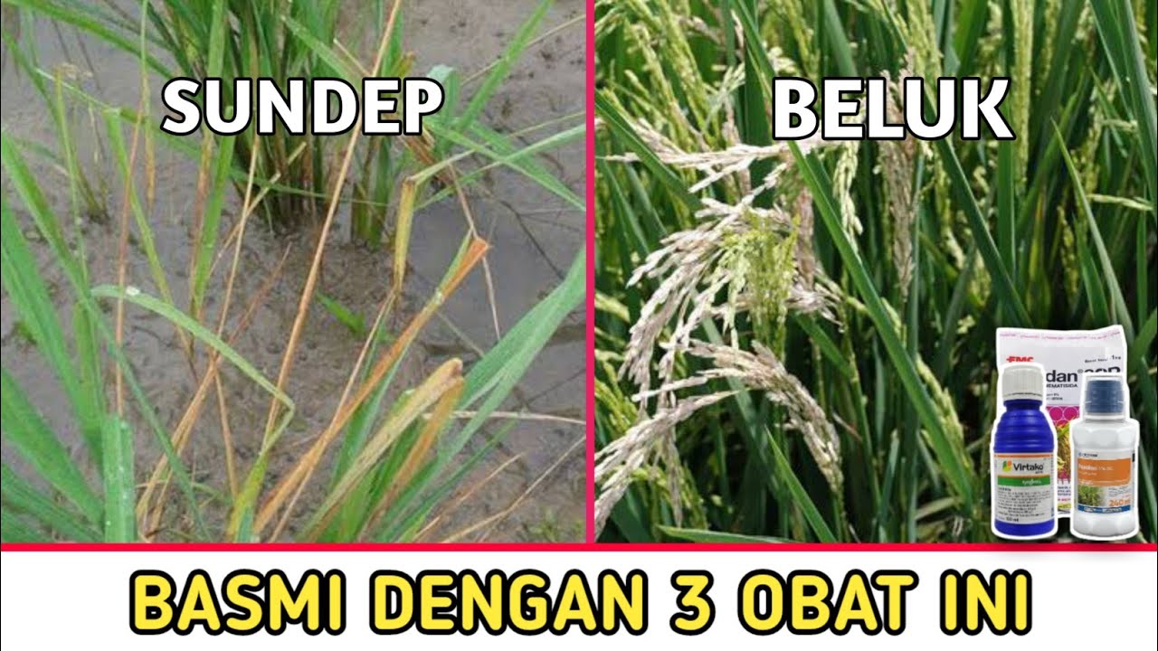CARA MENGATASI HAMA SUNDEP DAN BELUK PADA TANAMAN PADI - YouTube
