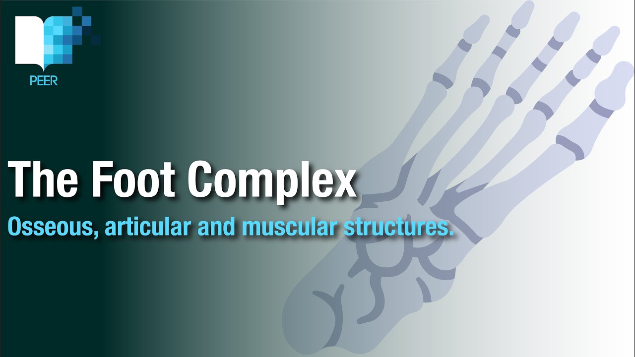 Joints Of The Foot Teaching Model Human Skeletal Foot Joint Skeleton
