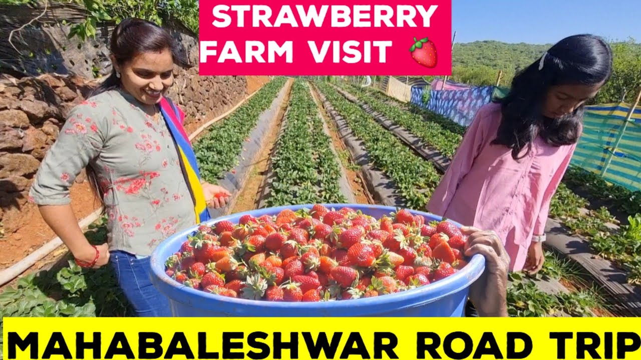 EP4: Strawberry 🍓 Farm Visit in Mahabaleshwar | Mapro Garden ...