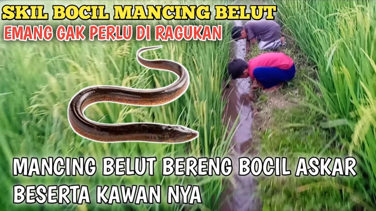 MANCING BELUT BARENG ANAK KECIL ASKAR DAN KAWAN-KAWAN - YouTube