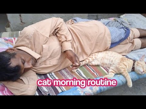 Cat sleeping time in morning l cute animals l saeed pet house - YouTube