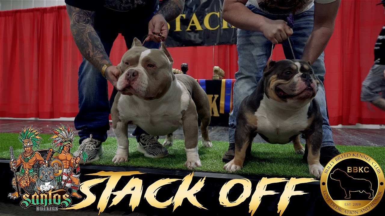 STACK OFF BBKC 2023 AMERICAN BULLIES - YouTube