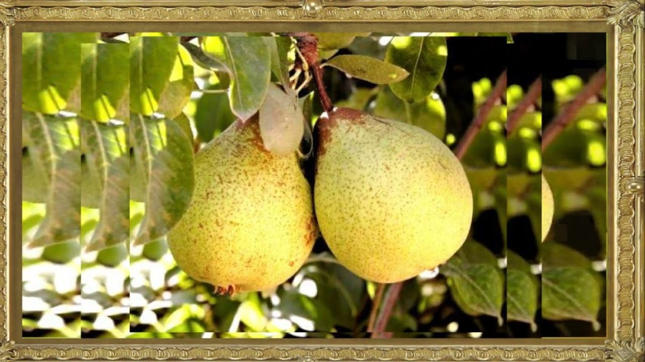 Top 5 soiuri de pere cultivate in Uniunea Europeana - YouTube