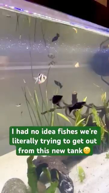 Fish tank set up ideas. Wrong set up. #fishtank #sad #fishvideo - YouTube