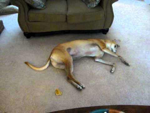 Silly Greyhound - YouTube