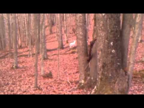 True albino deer hunt!!! - YouTube