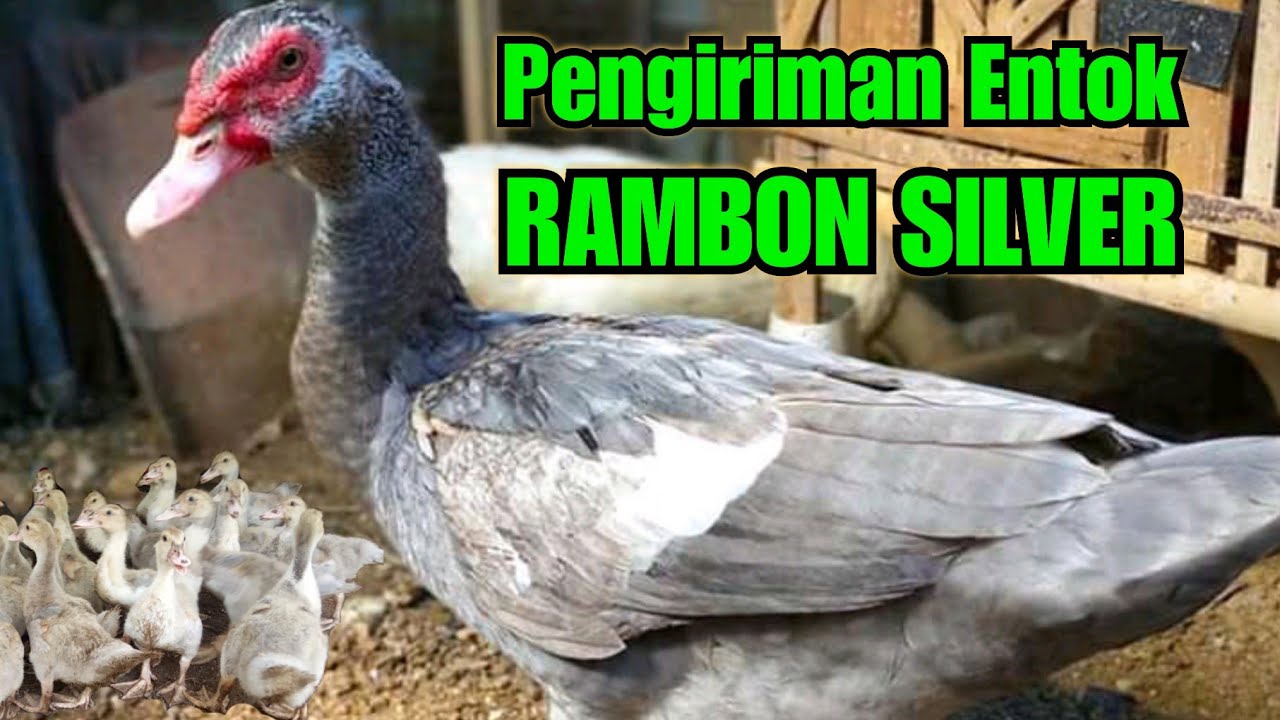 PENGIRIMAN ENTOK RAMBON SILVER - YouTube