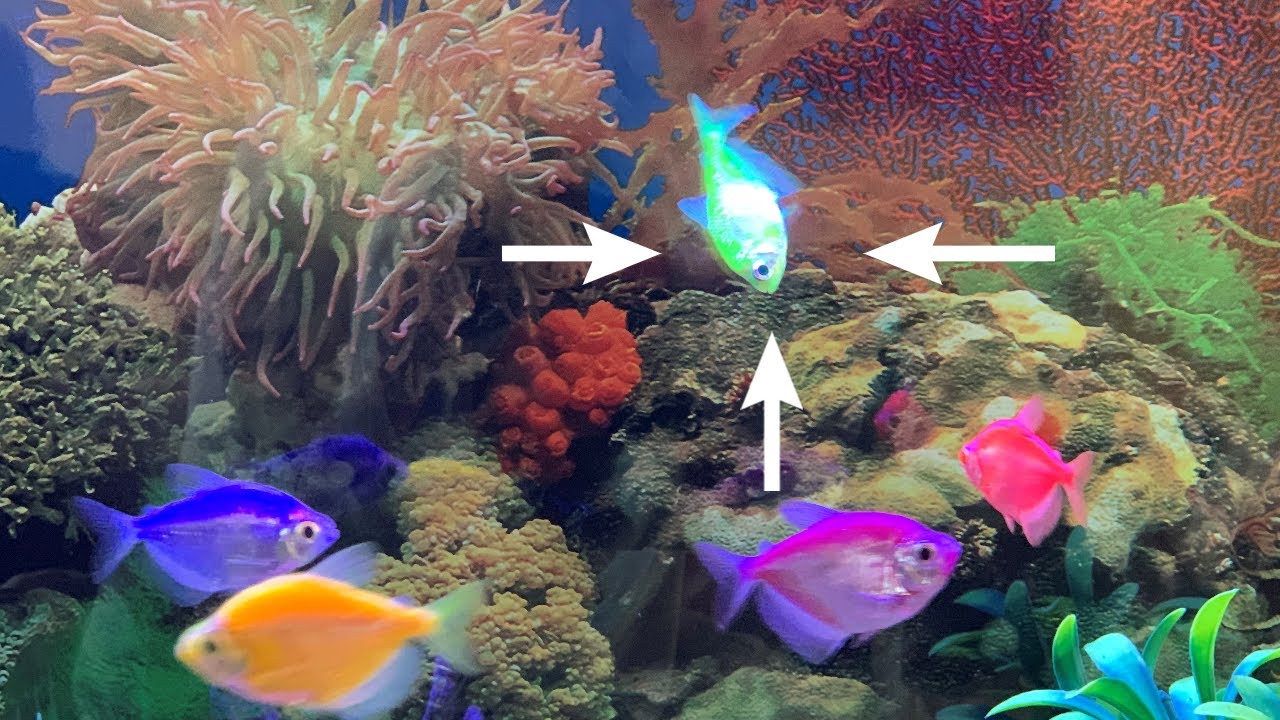 Fish Update - Is Skittles Still Kicking? - YouTube
