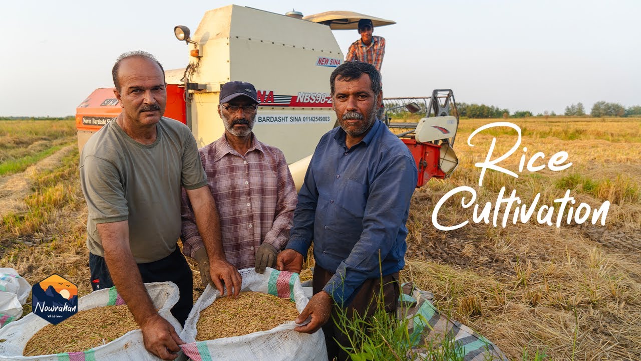 Working on the Village. Harvesting, threshing barley, and transforming ...