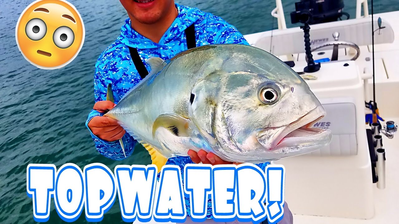 Snook, Barracuda , And Jack Caught on TopWater! Fishing w/ Lawson ...