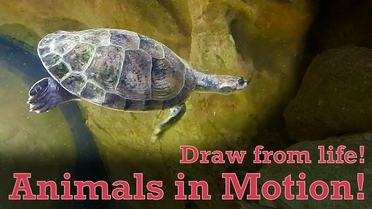 Draw from Life - Animals in Motion #4 - Turtle - YouTube