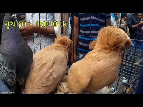 Fancy pigeon name and price at pigeon market in dhaka | Fancy kobutor ...