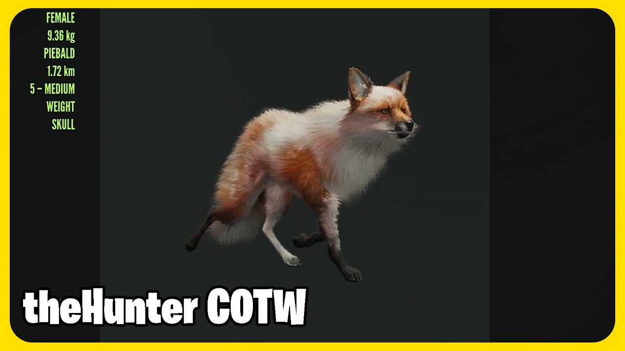 Mythical Kangaroo and a Piebald Fox #thehuntercallofthewild - YouTube