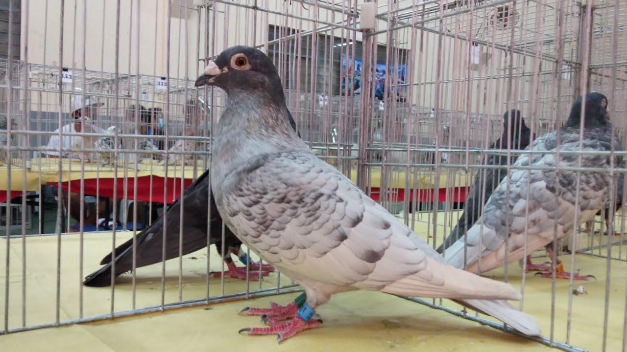 ENTRY NG MASTER BREEDER NA SI JAIME LIM | 4TH NATIONAL GENETIX OFF ...