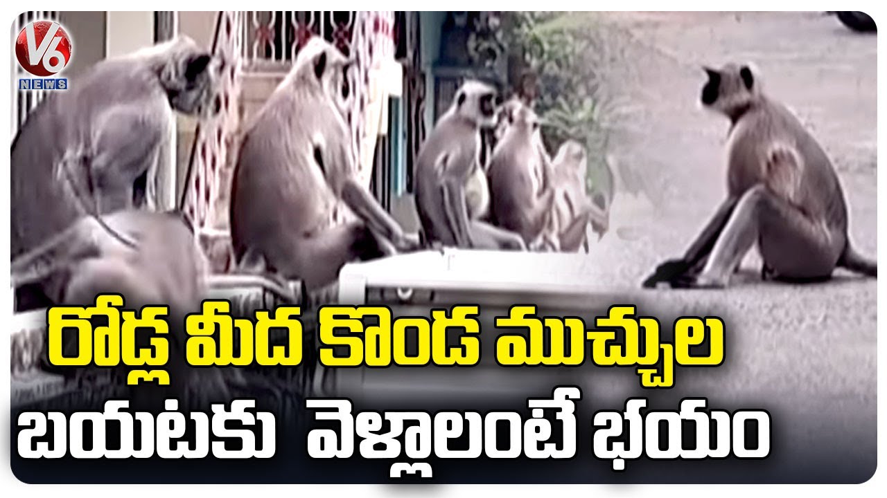 Public In Fear Over Monkeys Attacks | Karimnagar | V6 News - YouTube