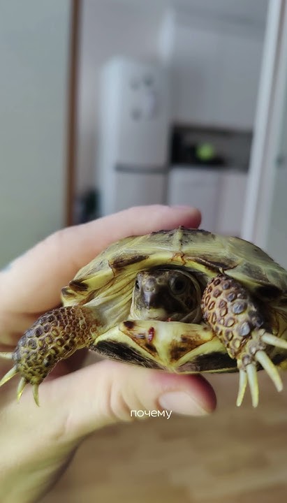 Нужно ли подрезать когти черепахе Reptilesofyoutube Reptile