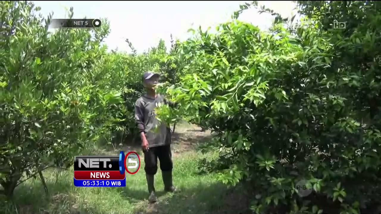 Metode Khusus Saat Pemotongan Akar Agar Jeruk Tetap Panen Saat Tak ...