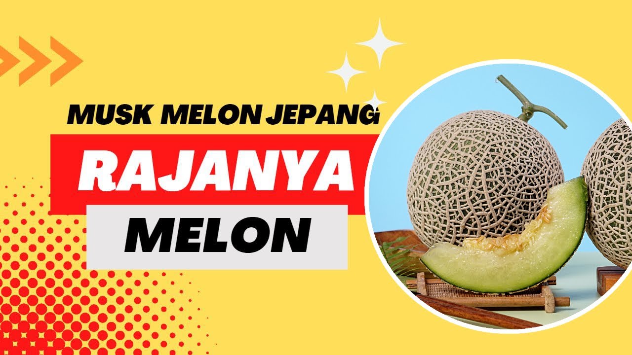 REVIEW MELON HIDROPONIK!Musk Melon Jepang "DIHYA" paling juicy,manis ...
