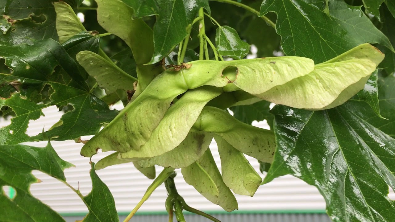 Norway Maple (Acer platanoides) - samaras - May 2018 - YouTube