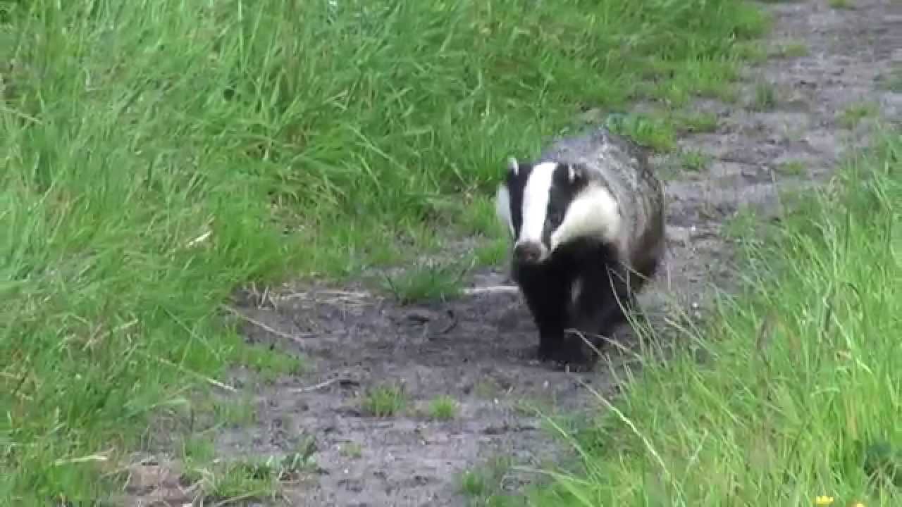 Das (meles meles) Zwarte Ree gespot - Veluwe | Badger (Meles meles ...