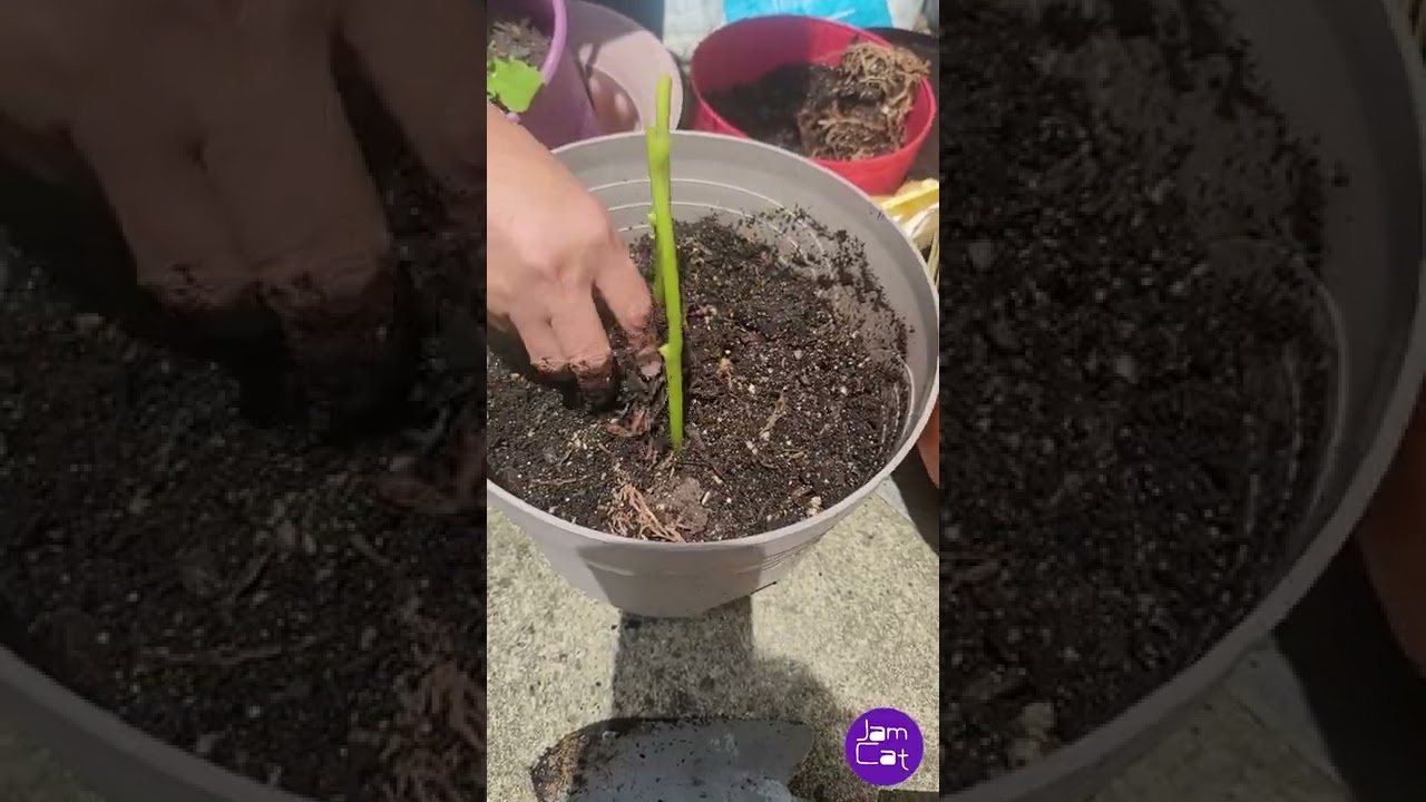 How to plant Talbos ng Kamote | Potato leaves - YouTube