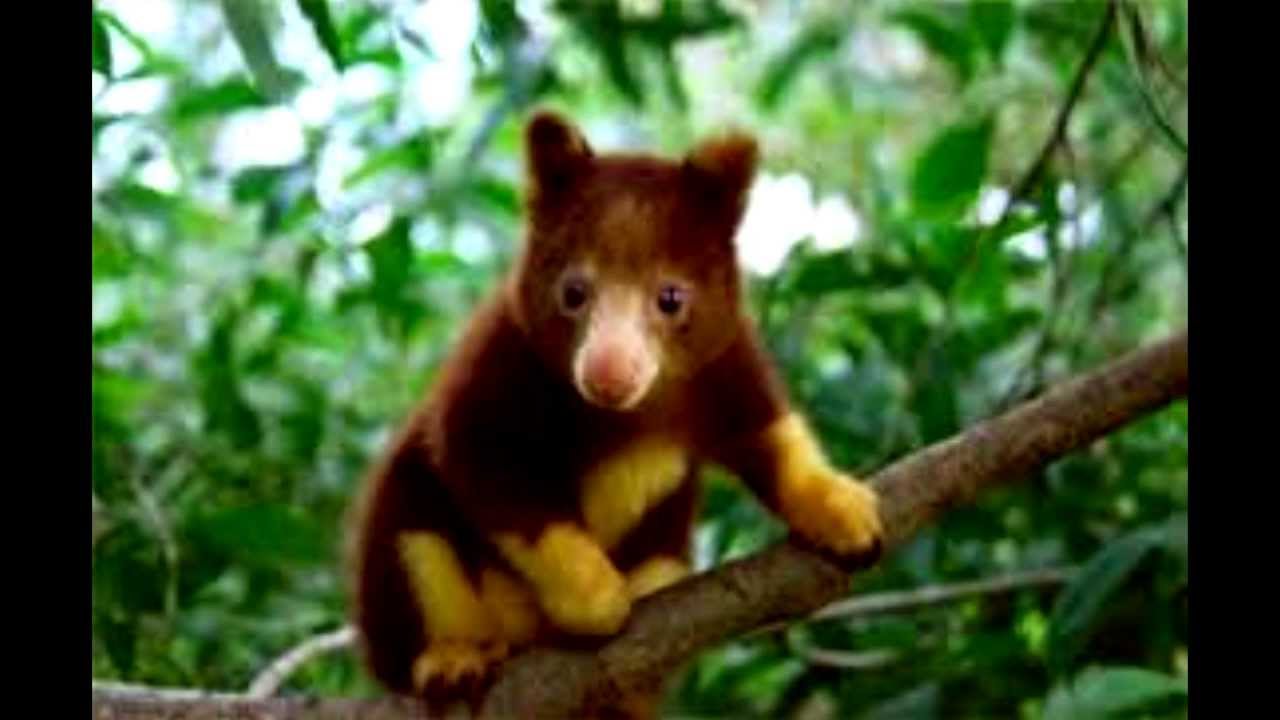Why Do Kangaroos Live In Trees YouTube why-do-kangaroos-live-in-trees-youtube