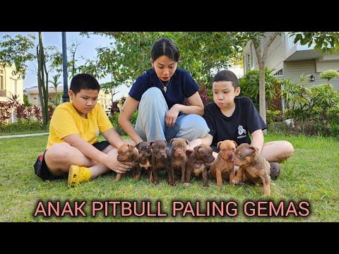 cici chindo cantik sombong bersama para lelaki tampan | bermain dengan anakan anjing pitbull ...