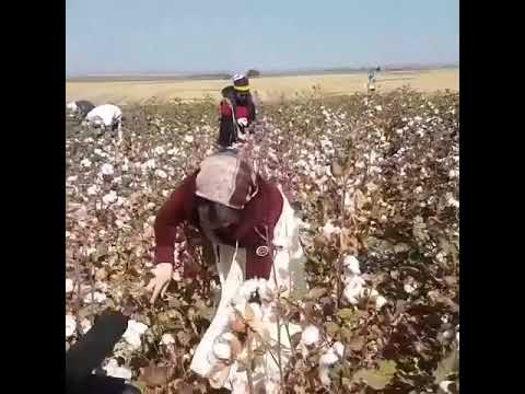 30 ноября 2017 г. Узбекский женщина