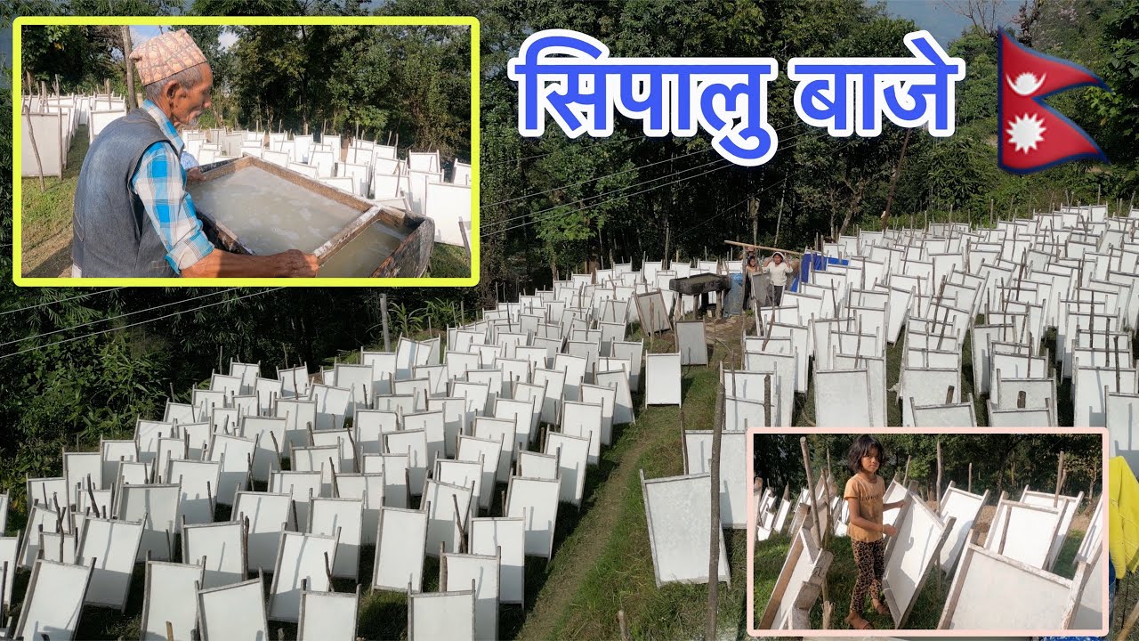 How we make Paper in Rural Nepal 🇳🇵 सिपालु बाजे कागज बनाउदै - YouTube