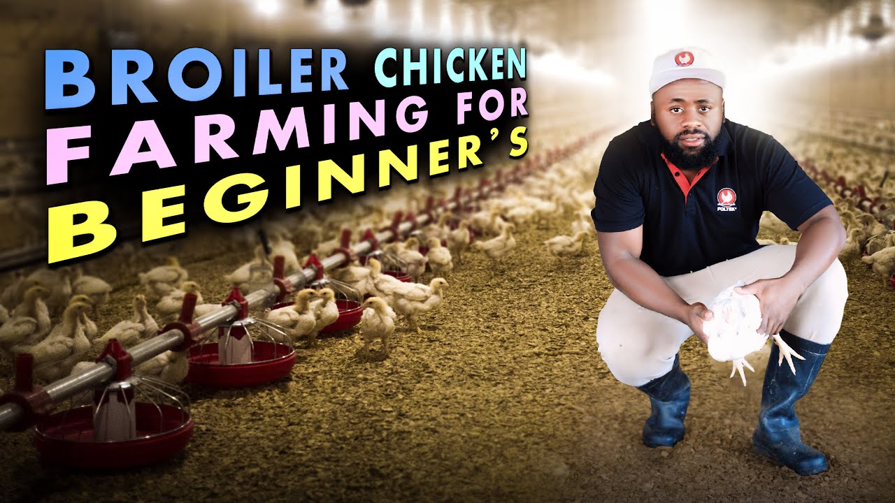 Poultry Farming for Beginners 🐓| Mastering Broiler Farming: Insider ...