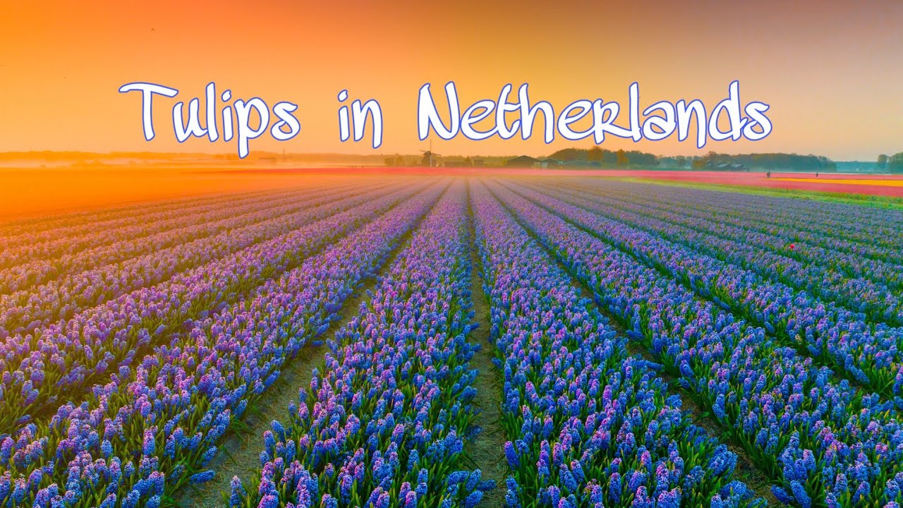 4k Discover The Spectacular Tulip Fields In The Netherlands For 2024 ...