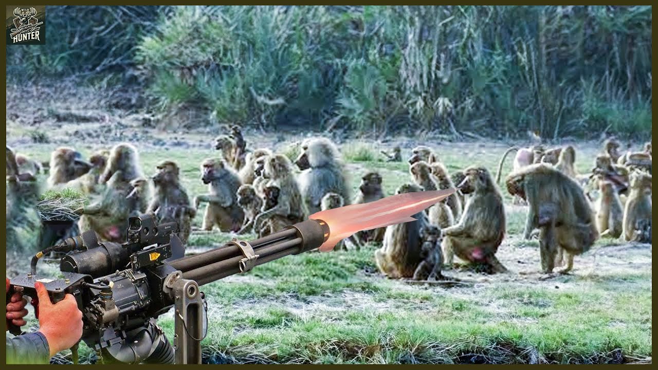 How Do Hunters And Farmers Deal With Thousands Of Invasive Baboons In ...