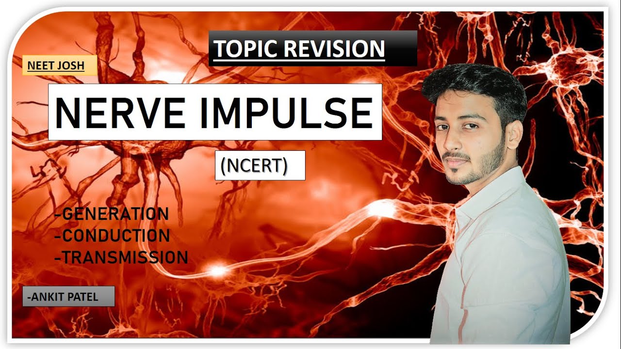 NERVE IMPULSE | NCERT | NEURAL CONTROL AND COORDINATION | DR ANKIT ...