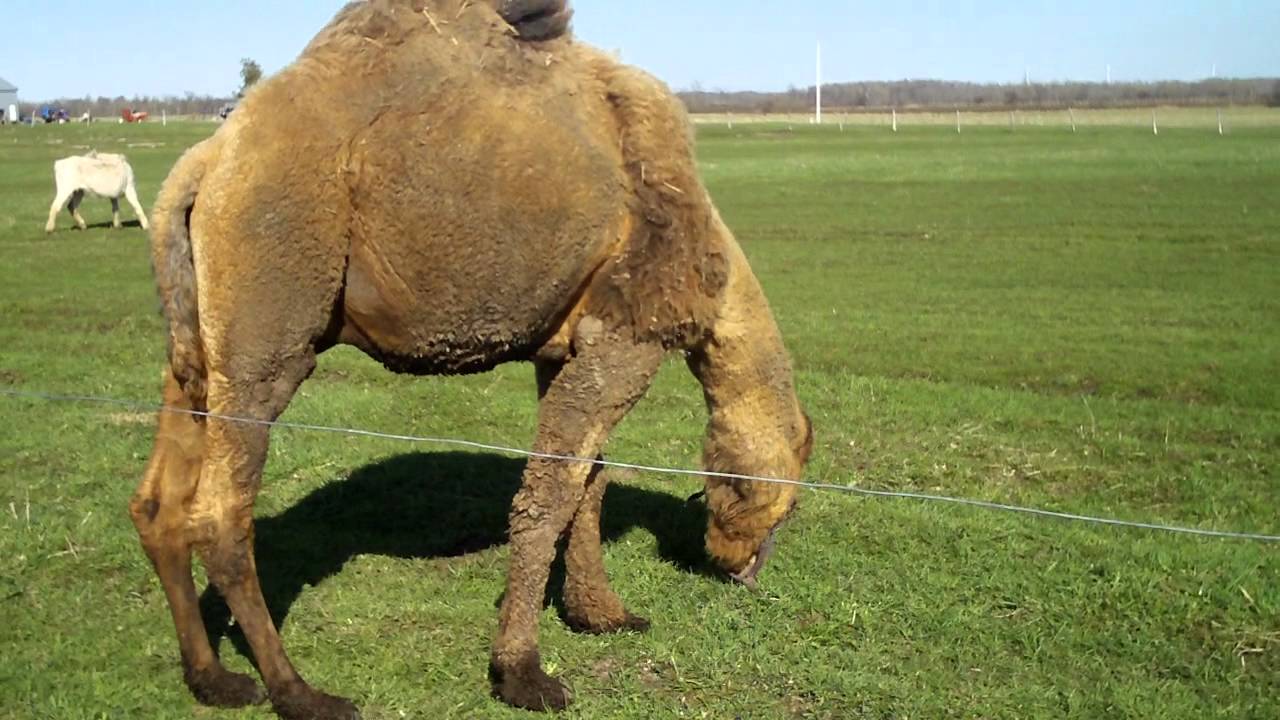CAMEL IN DUNDALK ONTARIO - YouTube