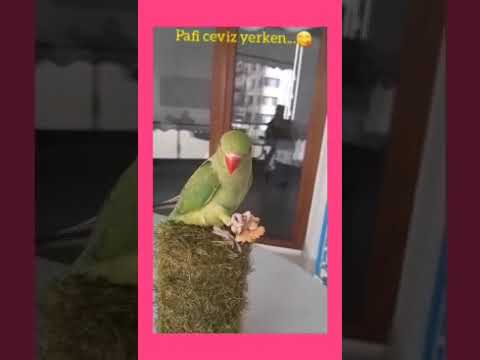 Papağan Pafi Ceviz Yerken.